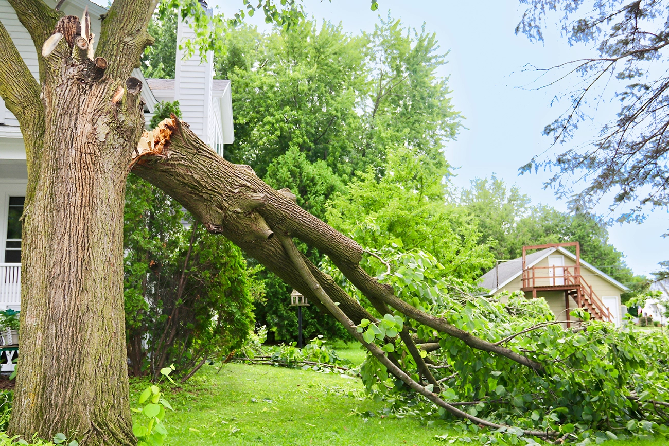 How to Save a Damaged Tree After a Storm